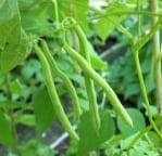 CLIMBING FRENCH BEAN Cobra | Organic Seed Specialists