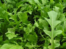 ROCKET Salad | Organic Seed Specialists