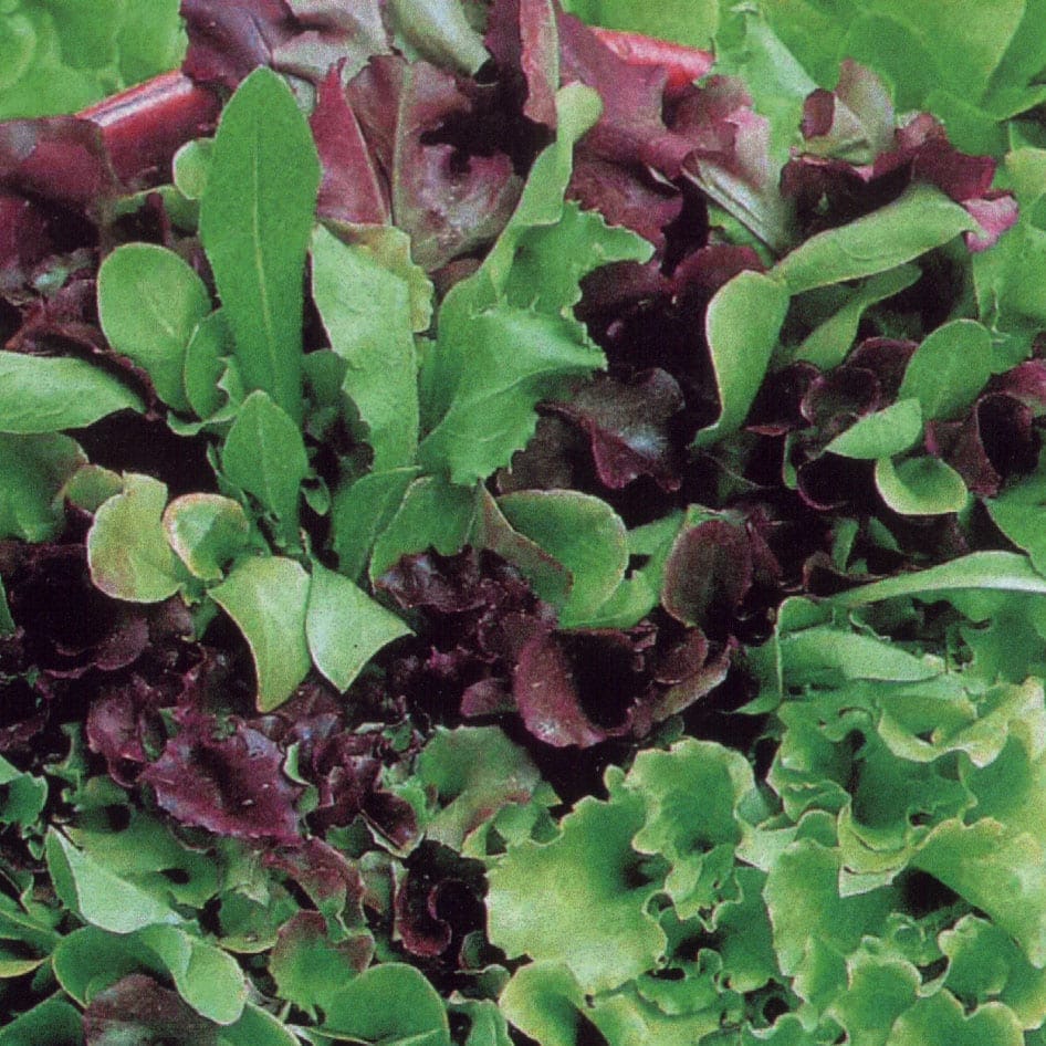LETTUCE MIX Saladini | Organic Seed Specialists