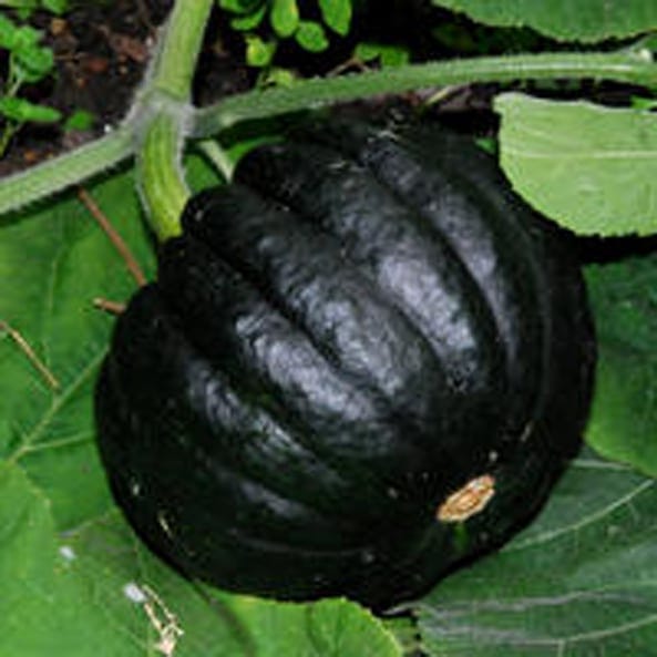 SQUASH Black Futsu | Organic Seed Specialists