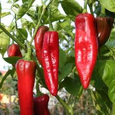 PEPPER Paprika | Organic Seed Specialists